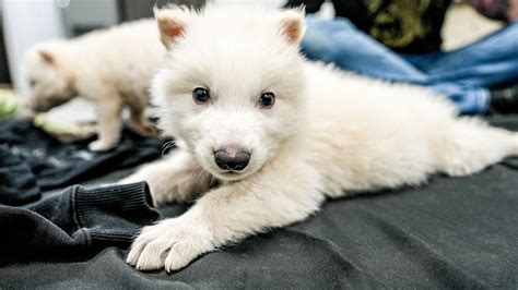 See Adorable Dire Wolf Pups Born From Ancient Dna In These Photos