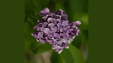 პოზიტიური აზრები Youtube