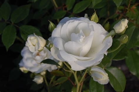 Home Page [www.susigarden.com]