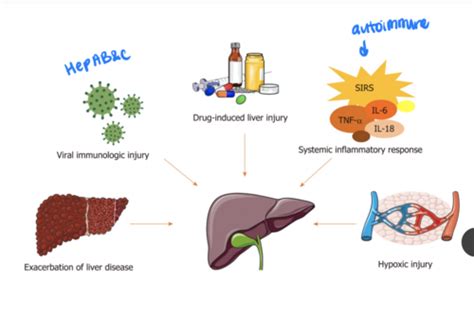 Exam 6 Hepatitis Patho Hofseth Flashcards Quizlet