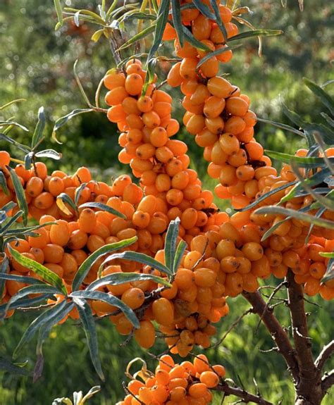 Sea Buckthorn Benefits And Uses Explained Dago Seaberry