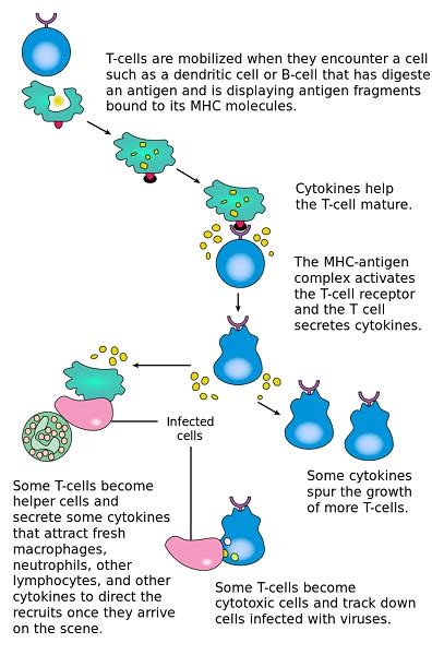 What Is The Difference Between Cd4 And Cd8 T Cells Pediaa Com