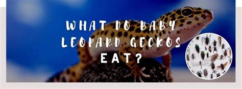 ᐅ What Do Baby Leopard Geckos Eat? | Toxic or Healthy