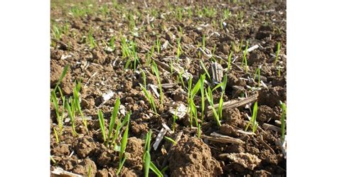 Фермерите да продължават да сеят Български Фермер