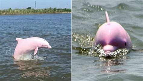 머리부터 발끝까지 온몸이 핑크색으로 뒤덮혀 있어 입 떡 벌어지게 만든다는 핑크 돌고래