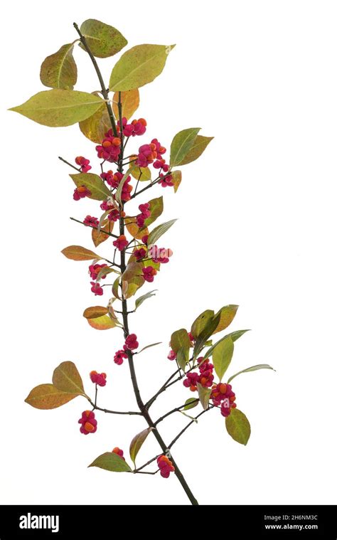 Flowers On Spindle Bush Also European Spindle Euonymus Europaeus On