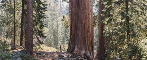 Exploring Giant Sequoia Groves Sequoia And Kings Canyon National Parks