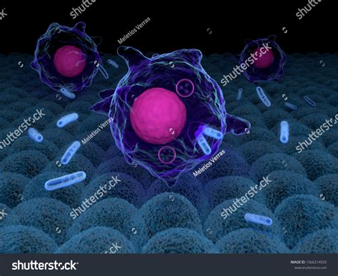 Macrophage Engulfing Bacteria