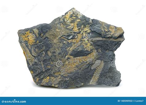 Fossilized Fern Leaf Detail In Sedimentary Rock Stock Image 283400215