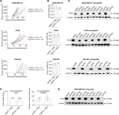 Figure 6 From Loss Of Function But Not Gain Of Function Properties Of Mutant Tp53 Are Critical