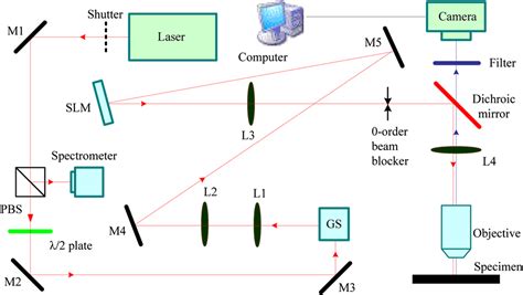 Addressable Multiregional And Multifocal Multiphoton Microscopy Based On A Spatial Light Modulator