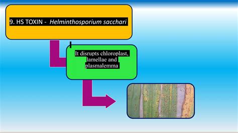 Role Of Toxins In Plant Pathogenesis And The Methods Of Detection Of