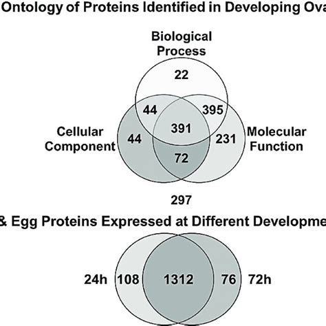 A Ontology Of Ae Aegypti Ovary Proteins Identified In Developing
