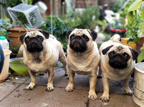Are Male Or Female Pugs Better