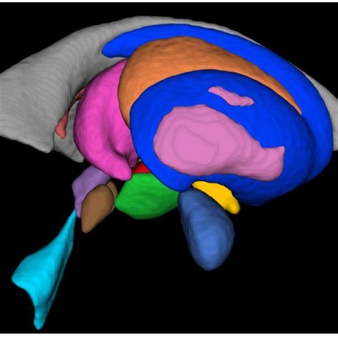 The Subcortical Structures Currently Included In The Parcellation Download Scientific