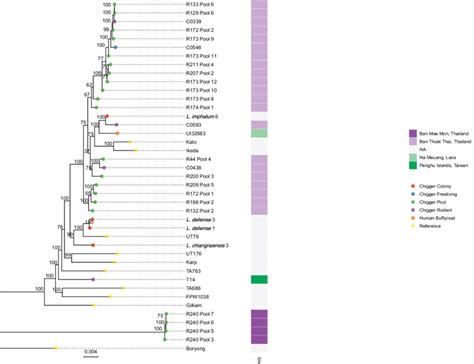 a maximum likelihood phylogenetic tree produced using iqtree from all