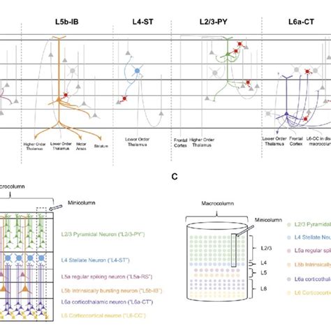 Proposed Computations Performed By A Single Pyramidal Neuron A Download Scientific Diagram