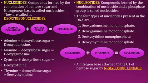 Molecular Basis Of Inheritance Pptx