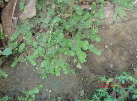 Plagiochasma Appendiculatum Eflora Of India