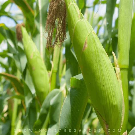 How To Grow Corn Growing In The Garden