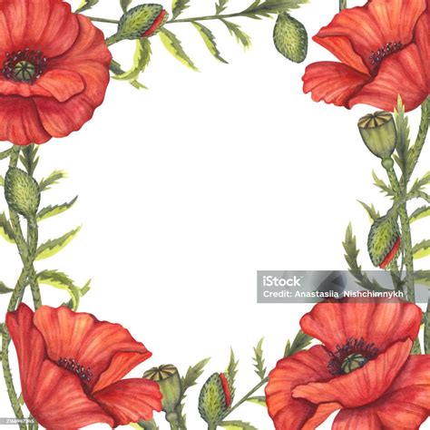 빨간 양귀비 꽃 프레임입니다 메모리얼 데이 호주의 안작 초원 야생 꽃 들판 꽃 벽지 손으로 그린 수채화 그림 고립 된 배경 초대장 결혼식 축제를 위한 템플릿 Anzac