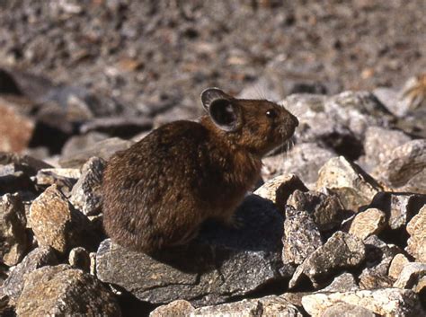 Utahs Pleistocene Fossils Keys For Assessing Climate And