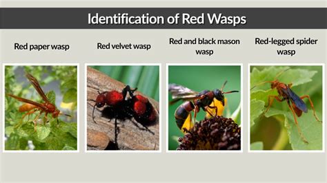 Red Wasp Sting Pain Level Symptoms Treatment And Relief