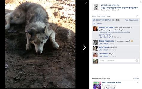 გარემოს დაცვის სამინისტრო დაჭერილი მგლის ნაცვლად ძაღლის ფოტოები შეცდომით გამოაქვეყნეს