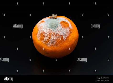Moldy Orange With Green And White Mold Spores On A Dark Black