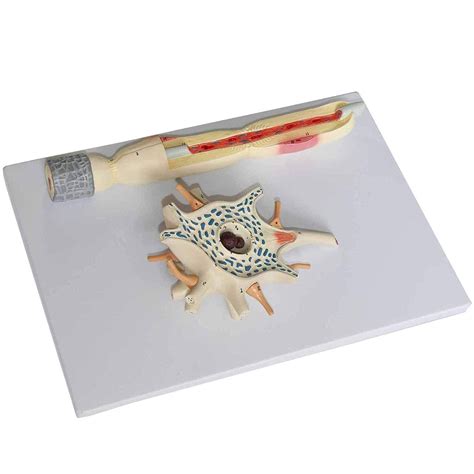Buy Study Modelscientific Human Anatomy Neuron Model 2500 Fold