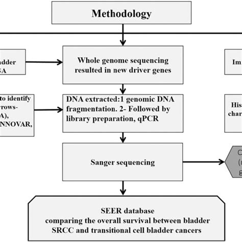 a flowchart summarizes the mean methodology parts completed throughout