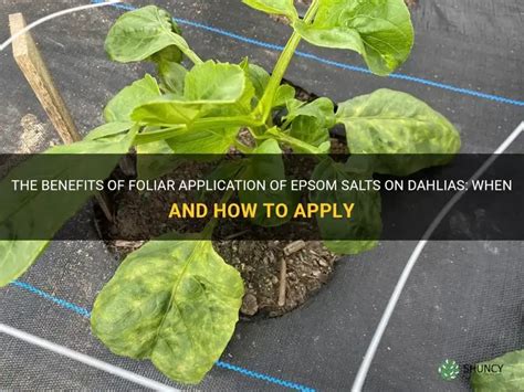 The Benefits Of Foliar Application Of Epsom Salts On Dahlias When And
