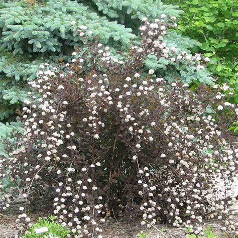 Ninebark And Cultivars Plant Details And Care Heydens Gardens