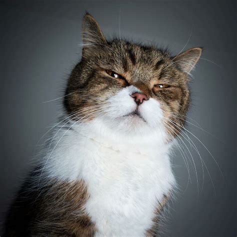 Funny Cat References