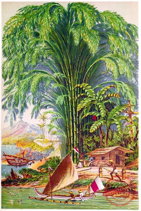 The Bamboo Cane Its Origin And Traditional Use