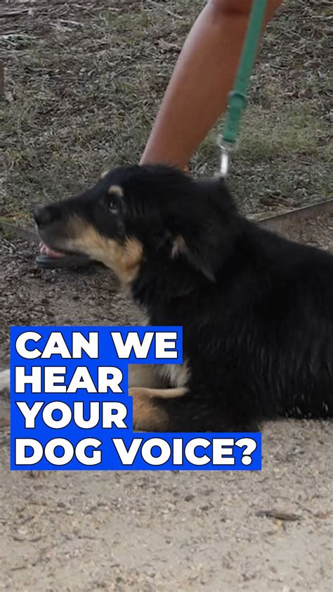 Sound Only Dogs Can Hear Only Dogs Can Hear This Sound Sounds Only