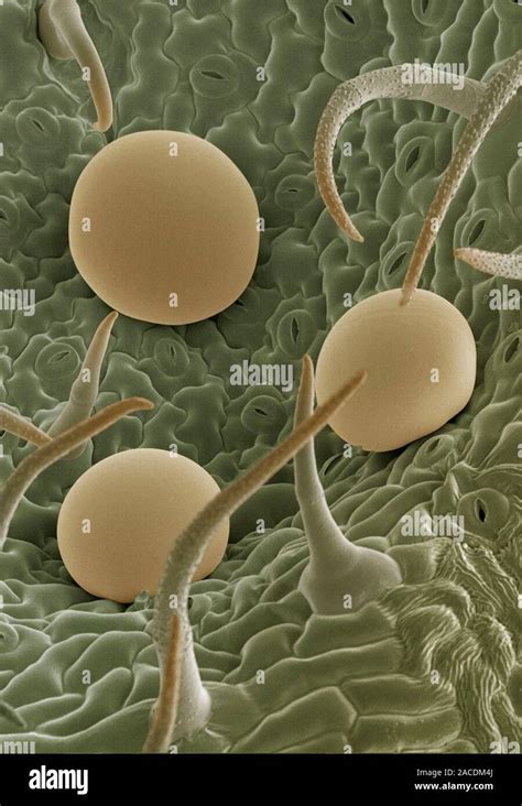 Sage Leaf Oil Glands Coloured Scanning Electron Micrograph Sem Of Hairs And Glands On A Leaf