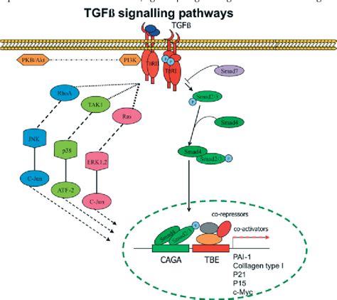 Figure From TGF Beta Signalling And Its Role In Tumour Pathogenesis Semantic Scholar