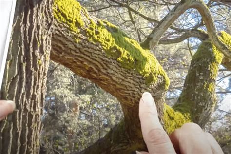 How To Colour Realistic Tree Bark Colouring Heaven