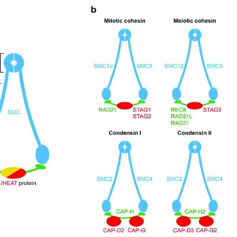 Basic Structure Of Smc Complexes A Main Parts Of Smc Complex B Download Scientific