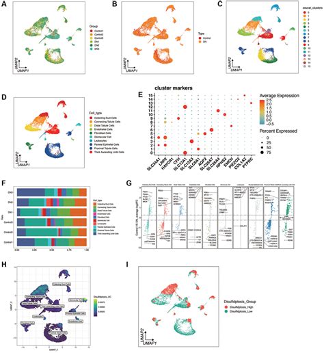 Unveiling Diabetic Nephropathy A Novel Diagnostic Model Through Single Cell Sequencing And Co