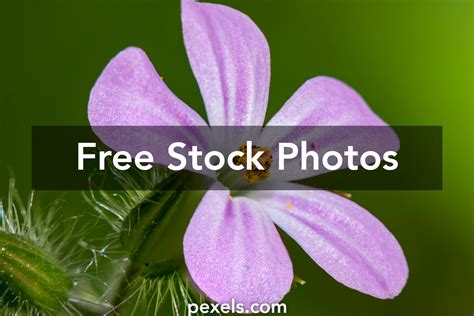 A Dicot Flower Photos Download The Best Free A Dicot Flower Stock