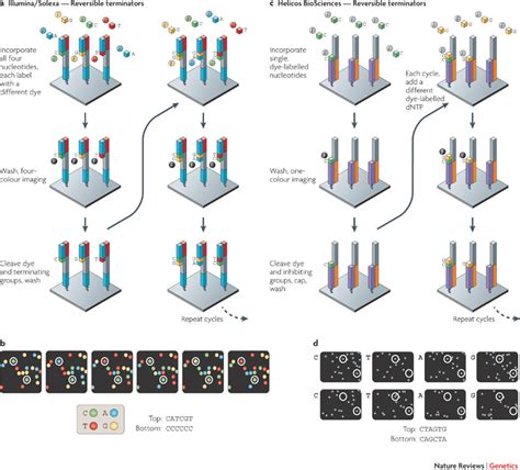 Sequencing By Synthesis