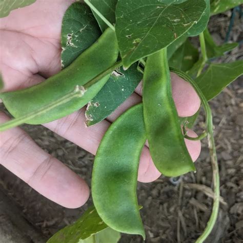 Lima Beans For Planting At George Bousquet Blog