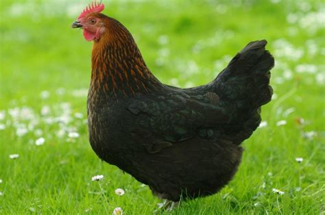 Red Star Sexlink Chickens