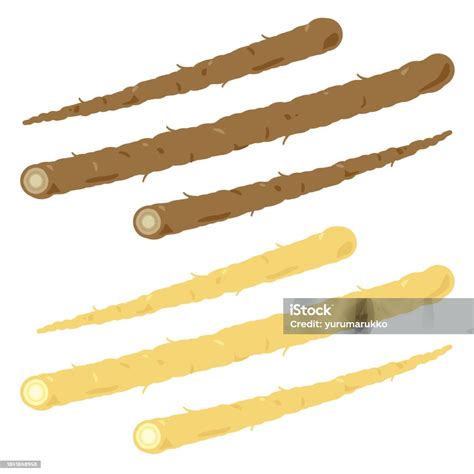 Burdock Root Set Stock Illustration Download Image Now Agriculture