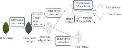 Morphological Leaf Features Extraction Mlfe Download Scientific Diagram