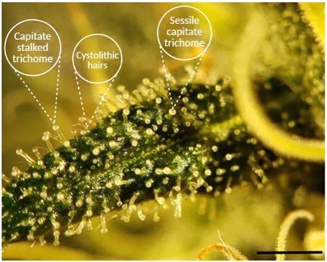 Bracts Buds And Biases Uncovering Gaps In Trichome Density Quantification And Cannabinoid