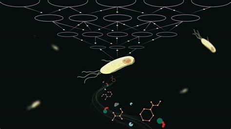 Using Ai To Understand Cellular Metabolism Better