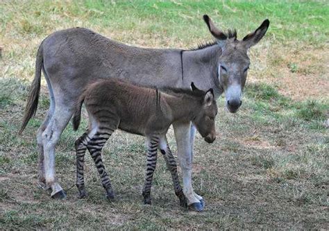 Wildlife Preserve Welcomes A Second Amazing Zedonk Gainesville Times